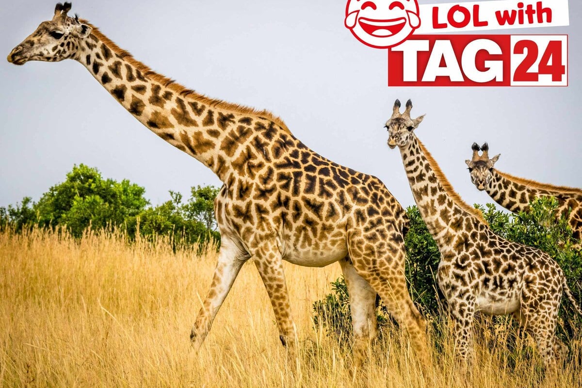 Joke of the Night for April 30, 2025: The best animal jokes to get your ...