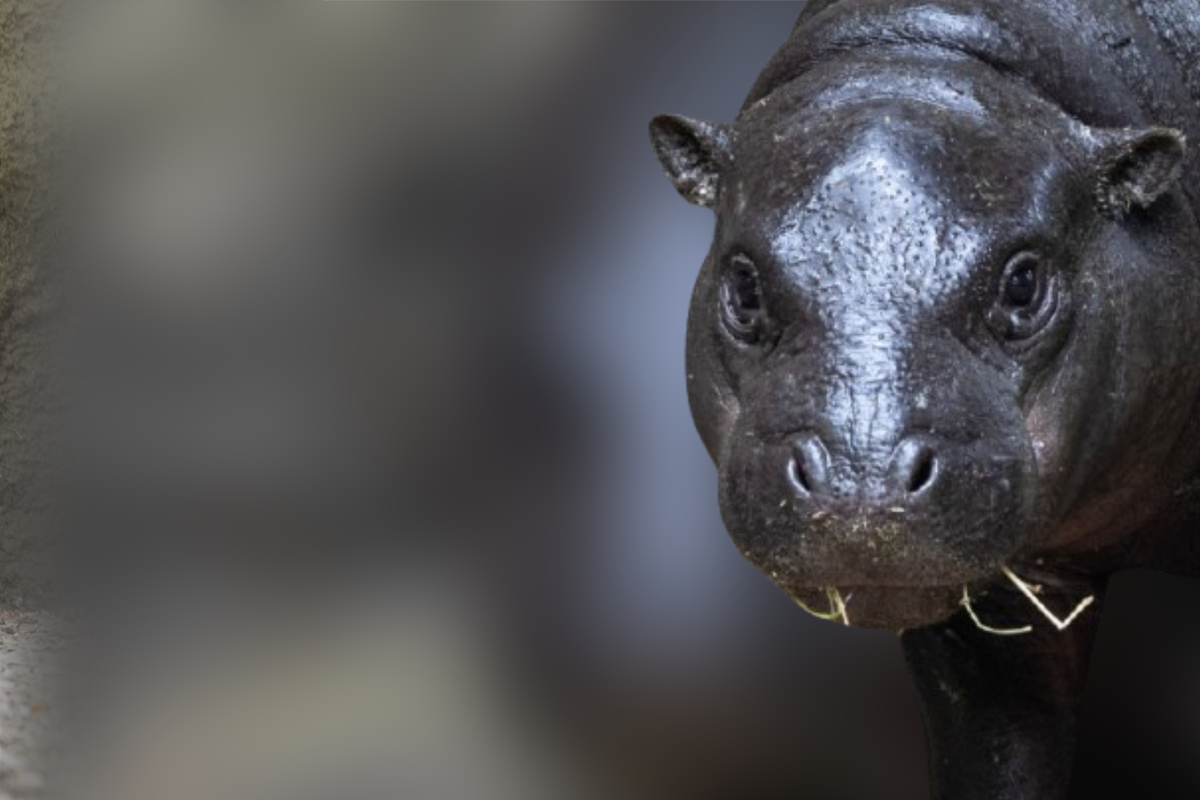 "Neugierig, schlau und ein bisschen frech": Social-Media-Hippo Toni ist ...
