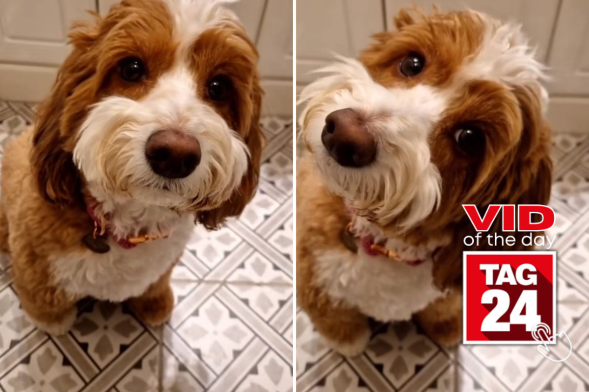Viral Video of the Day for March 24, 2023: Curious Cockapoo