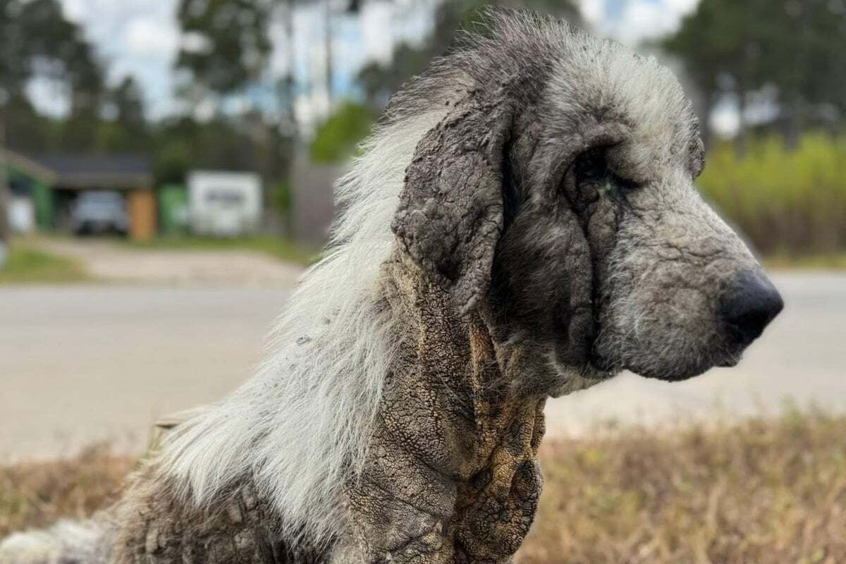 "Ghost" dog is neglected for years – then radical rescue transformation ...