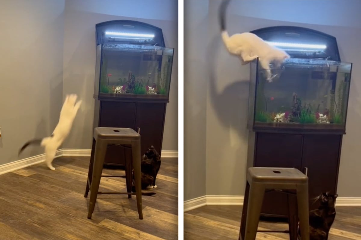 Cat makes a splash to the amusement of millions on TikTok