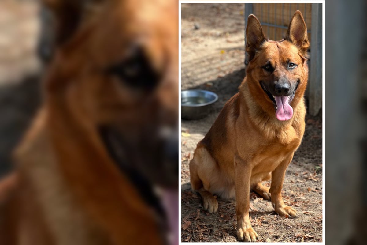 Wegen Überforderung abgegeben: Schöner Mix aus Harzer Fuchs und ...