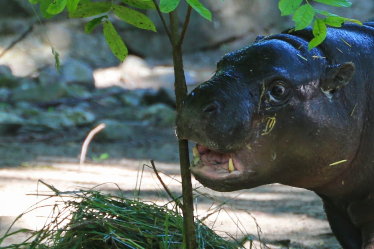 Hurra! Mini-Hippo Toni aus dem Berliner Zoo feiert ihren ersten ...