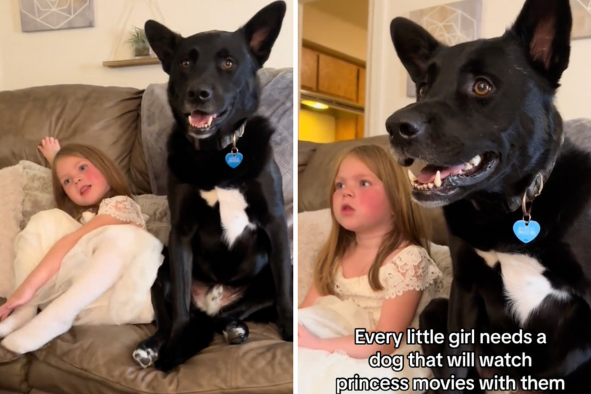 Rescue dog scores Disney movie magic: "Now we have to keep him"