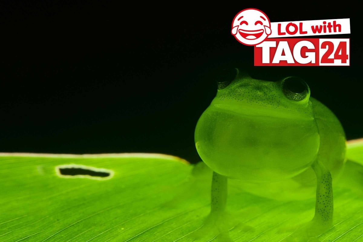 Joke of the Night for September 18, 2025: An animal funny to make your ...