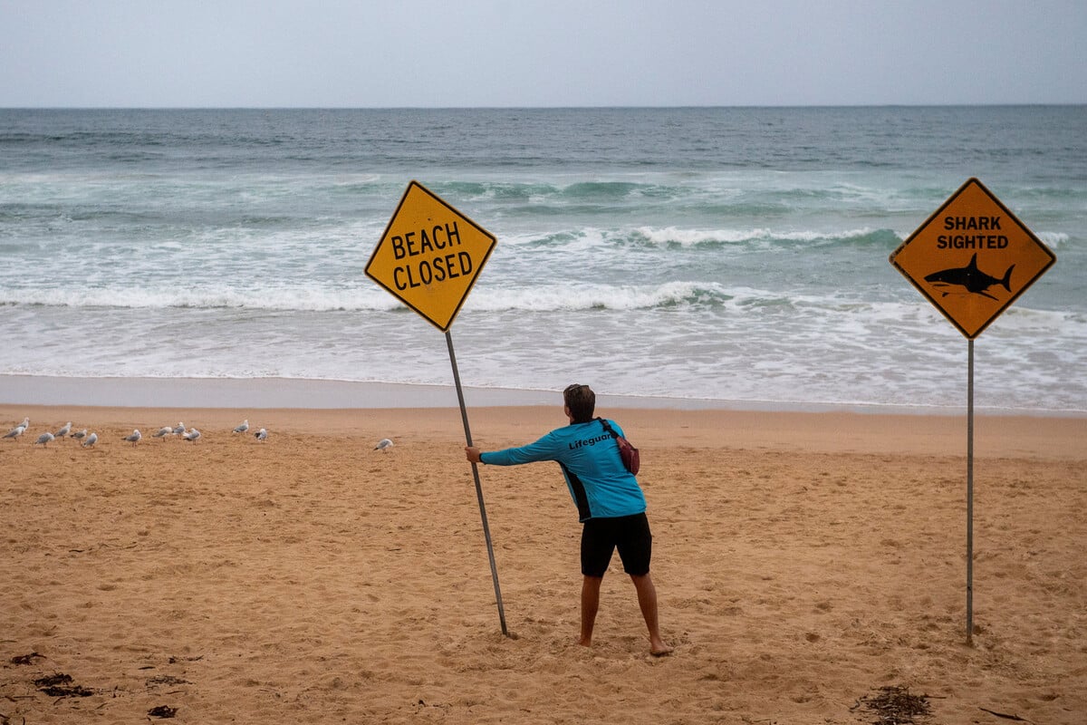 Surfer mauled by shark as Sydney records third attack in just two days