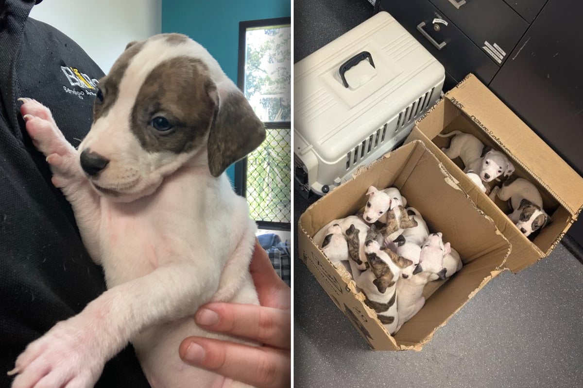 Animal shelter receives 15 puppies at once – but wait, are they all ...