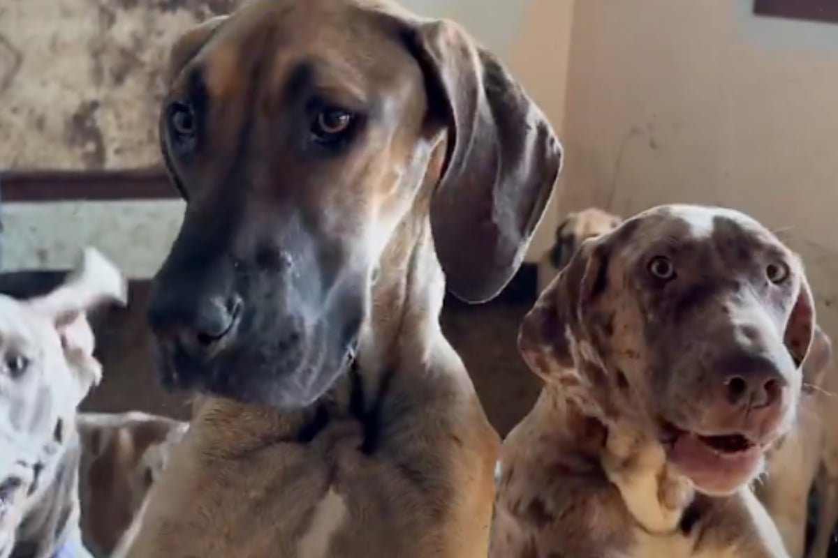 Kansas animal rescuers find over 70 dogs and cats in a heartbreaking ...