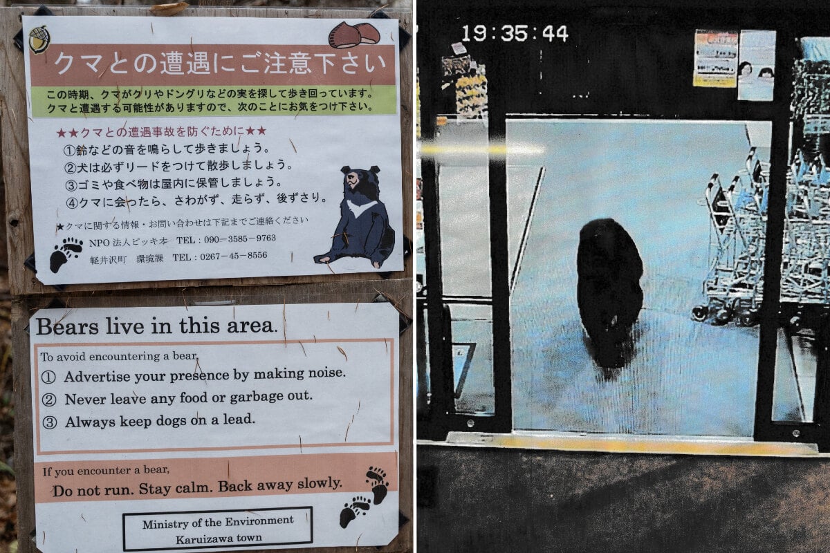 Japanese authorities call for military to help deal with bears amid ...