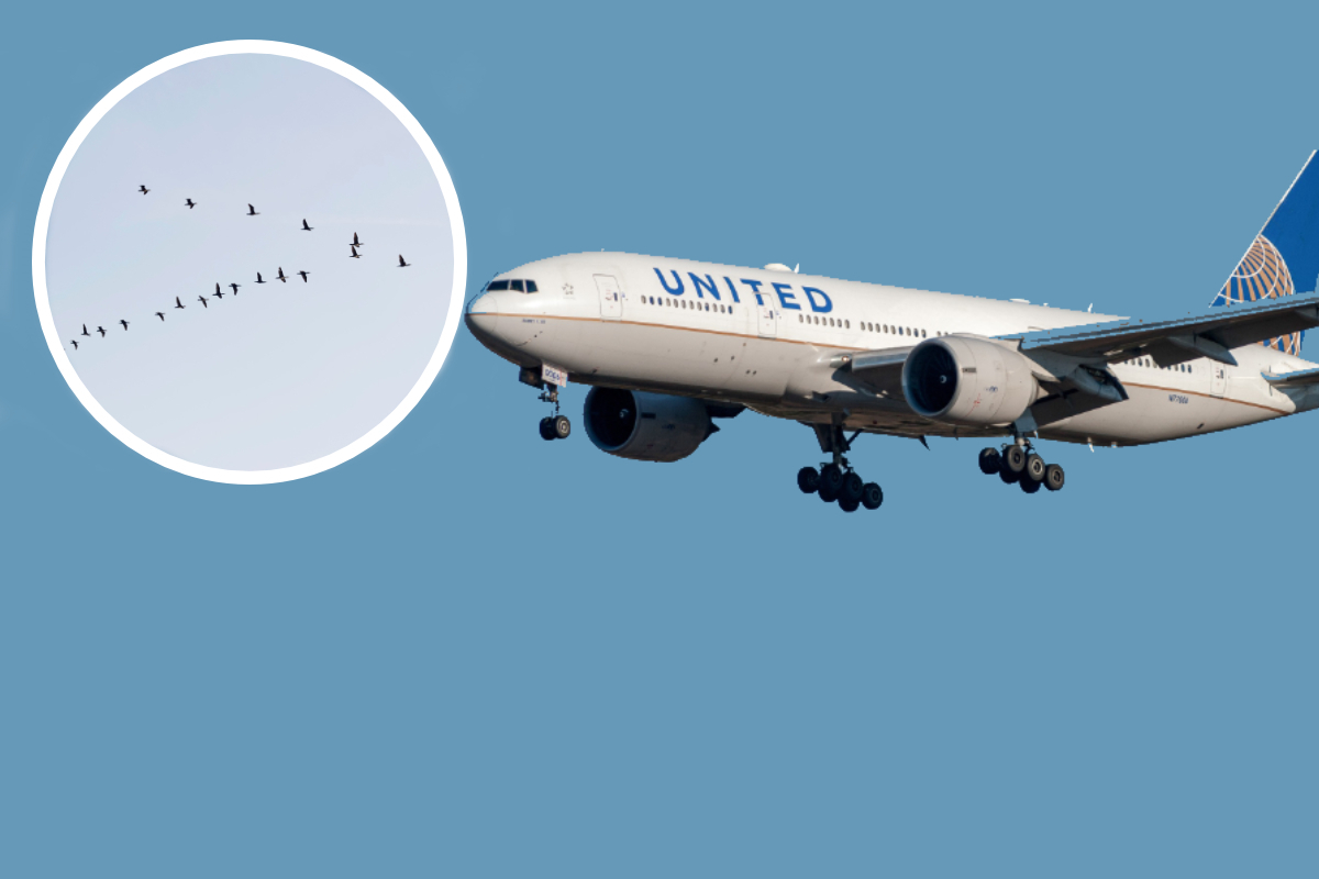 United Airlines flights forced into emergency landings after bird strikes