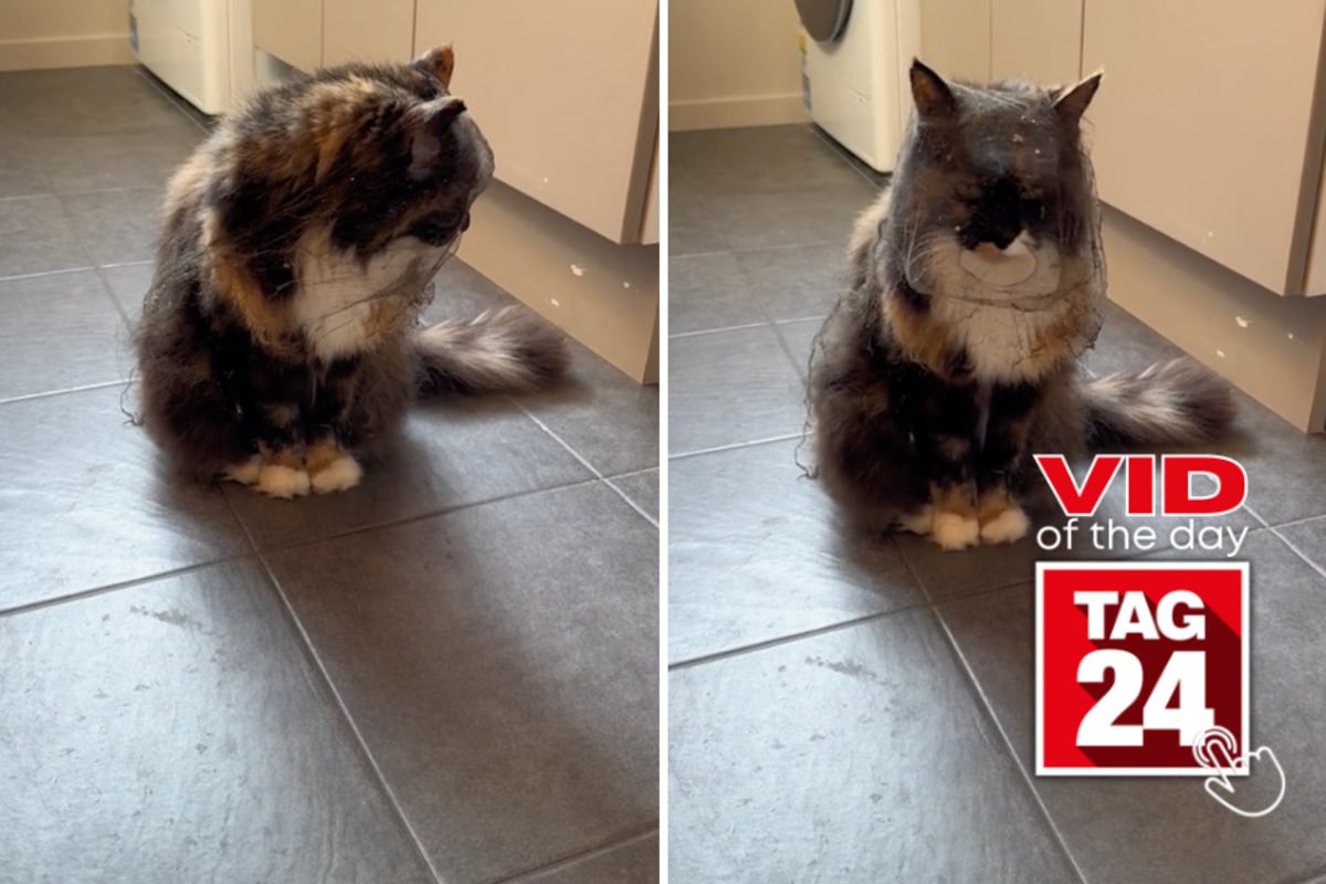 Viral Video of the Day for November 19, 2023: Cobweb-covered cat makes ...