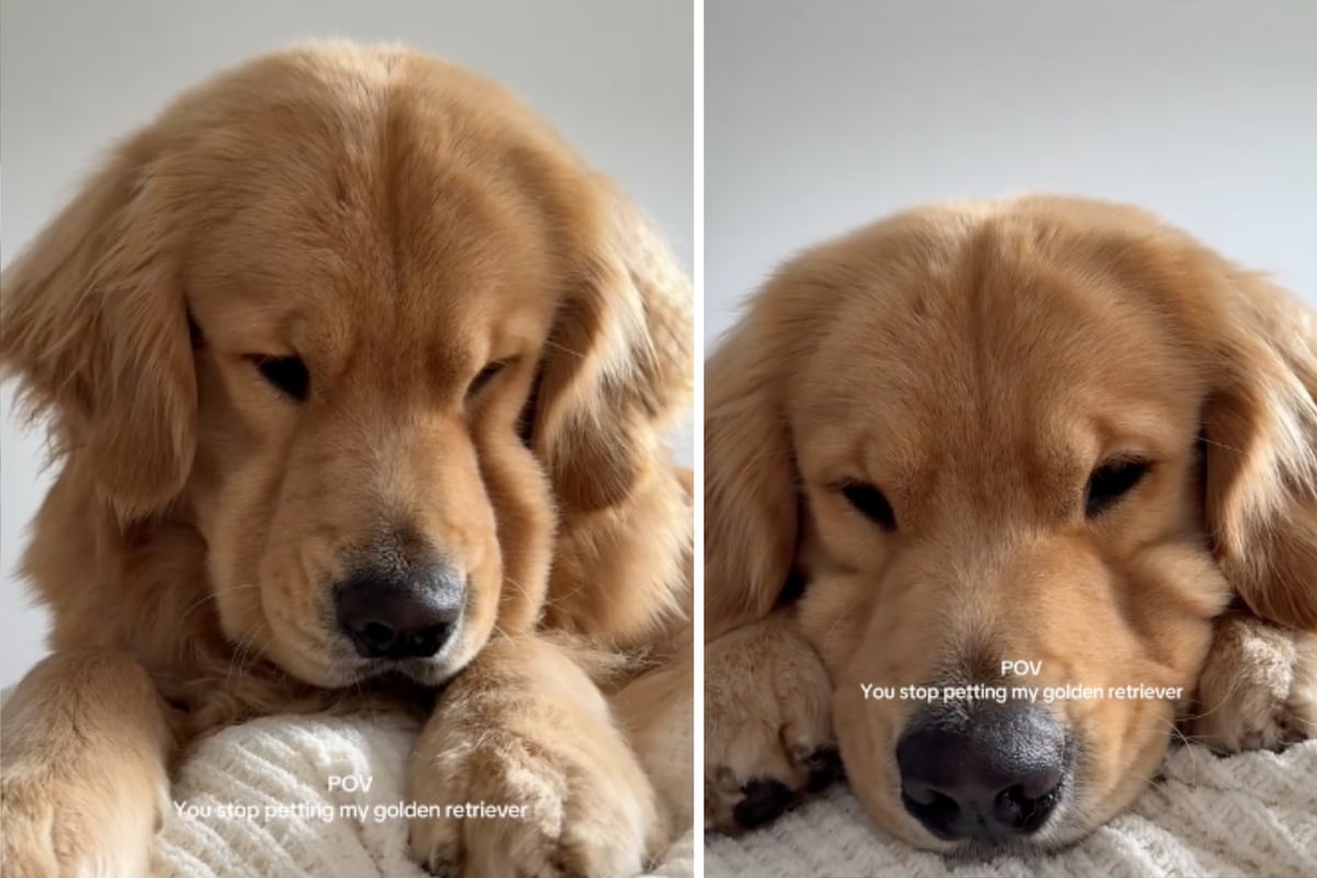 Woman stops petting her Golden Retriever, and his sassy reaction is ...