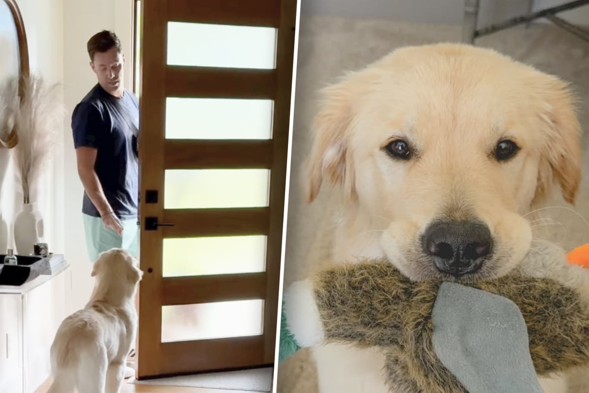 Dog owner has the funniest trick to get his Golden Retriever using a ...