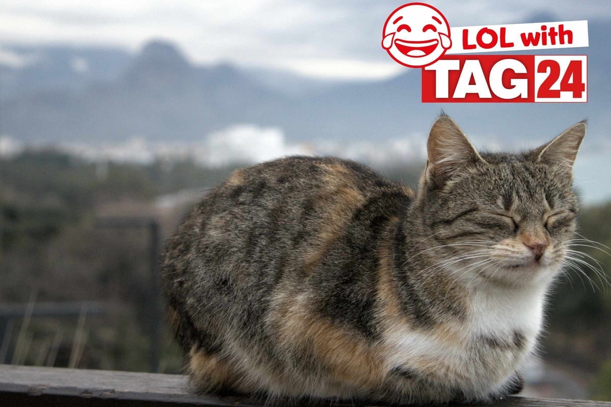 Joke of the Night for February 1, 2025: The best cat jokes to laugh ...