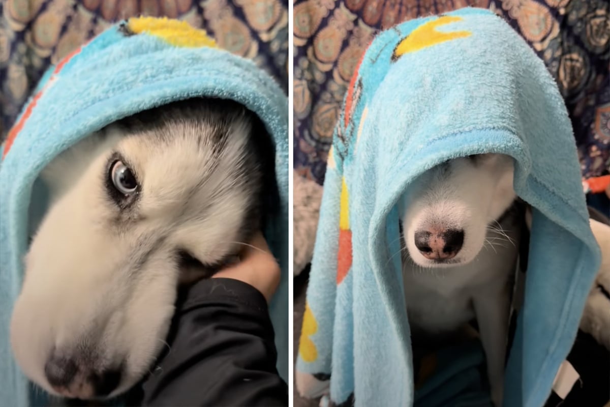 Sassy Husky dog stubbornly refuses to wake up in adorable "morning ...