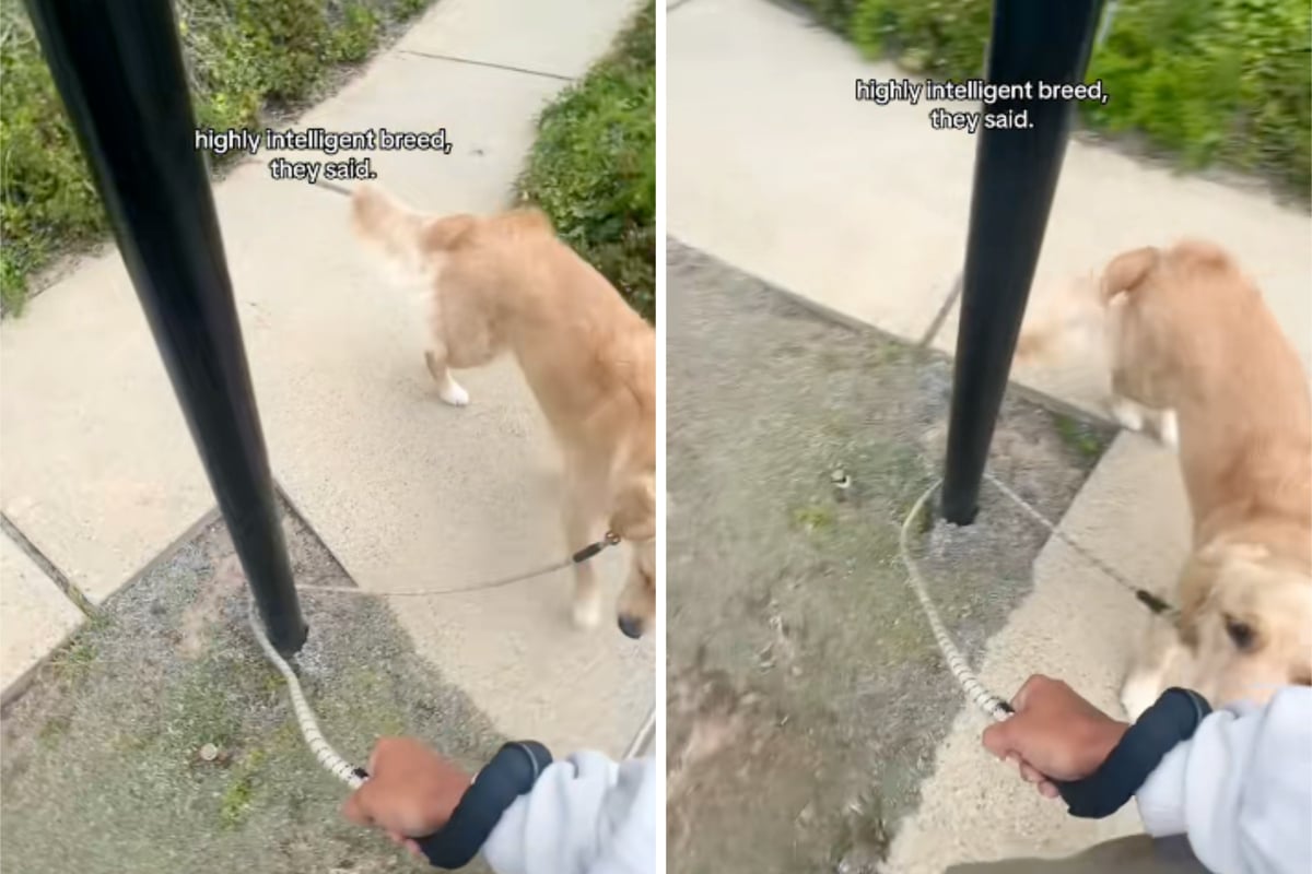 Dog's priceless reaction to leash mishap is beyond adorable: "He found ...