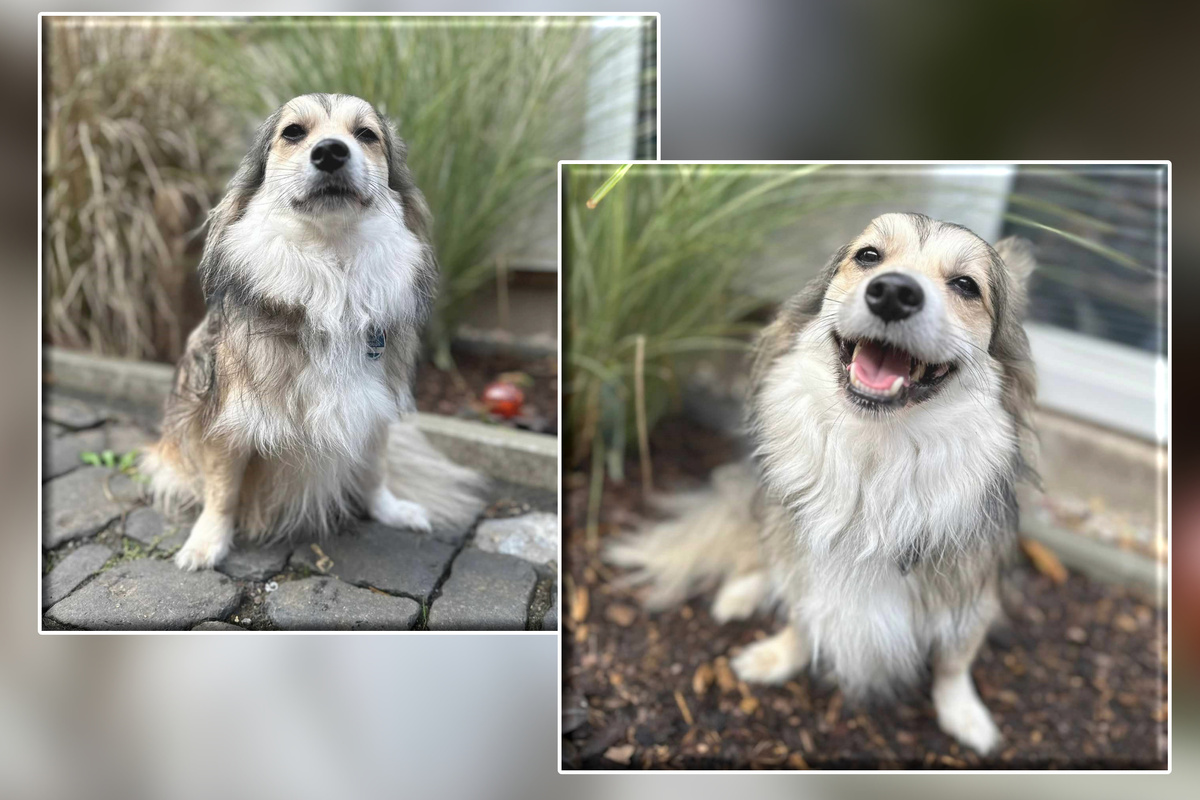 Süßer Mischling wirkt wie die pure Unschuld, doch bei Linus ist ...