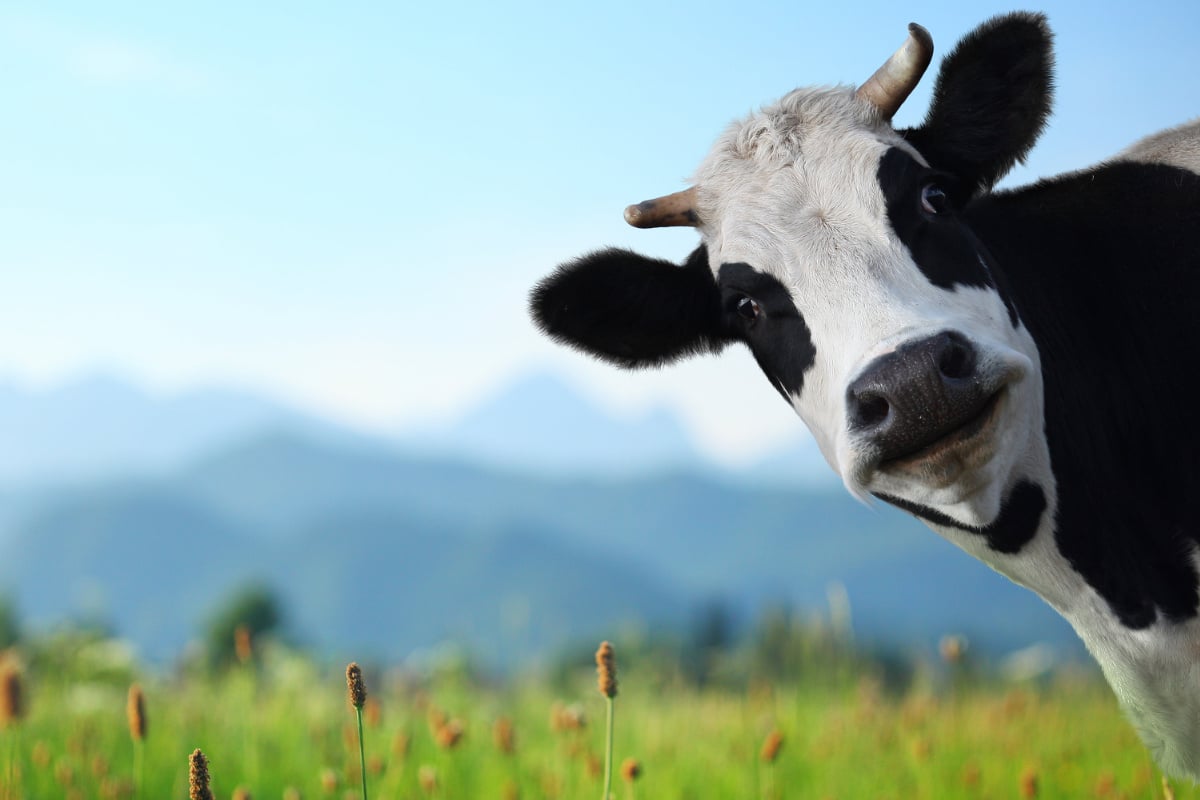 The "MooLoo": Cows potty-trained in a bid to tackle climate change