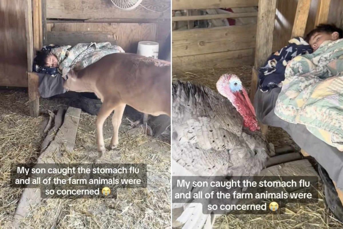 Barn animals have adorably concerned reaction to sick little boy