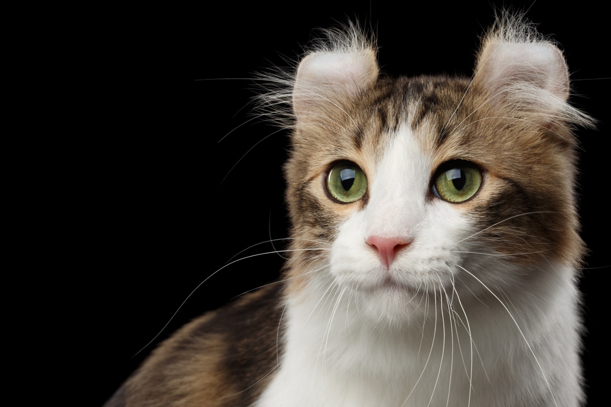 Unique cat breeds: Top 10 unusual cat breeds