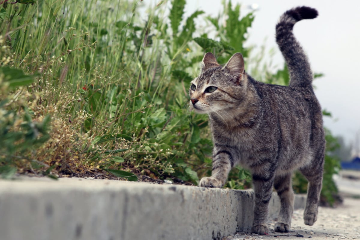 What to do if your cat goes missing