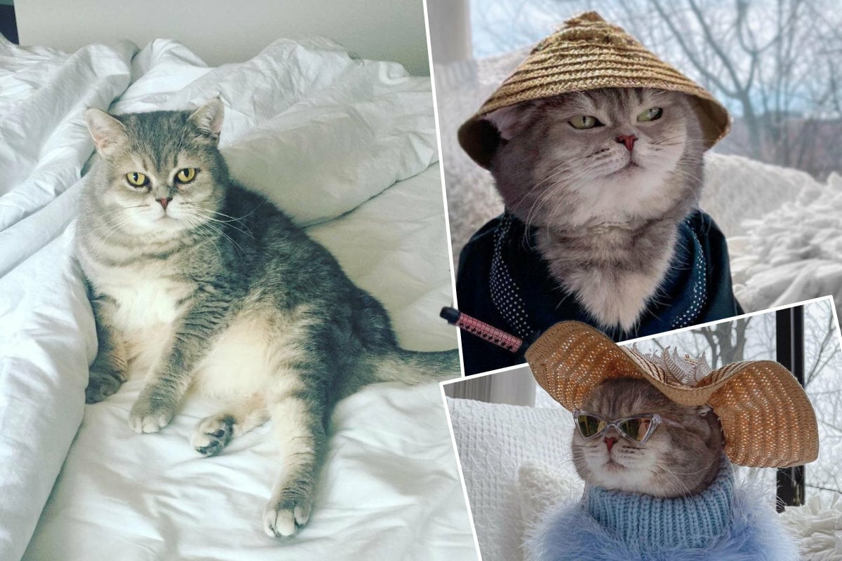 Cat in a hat: Kitten rescued on vacation now has a new home and a ...