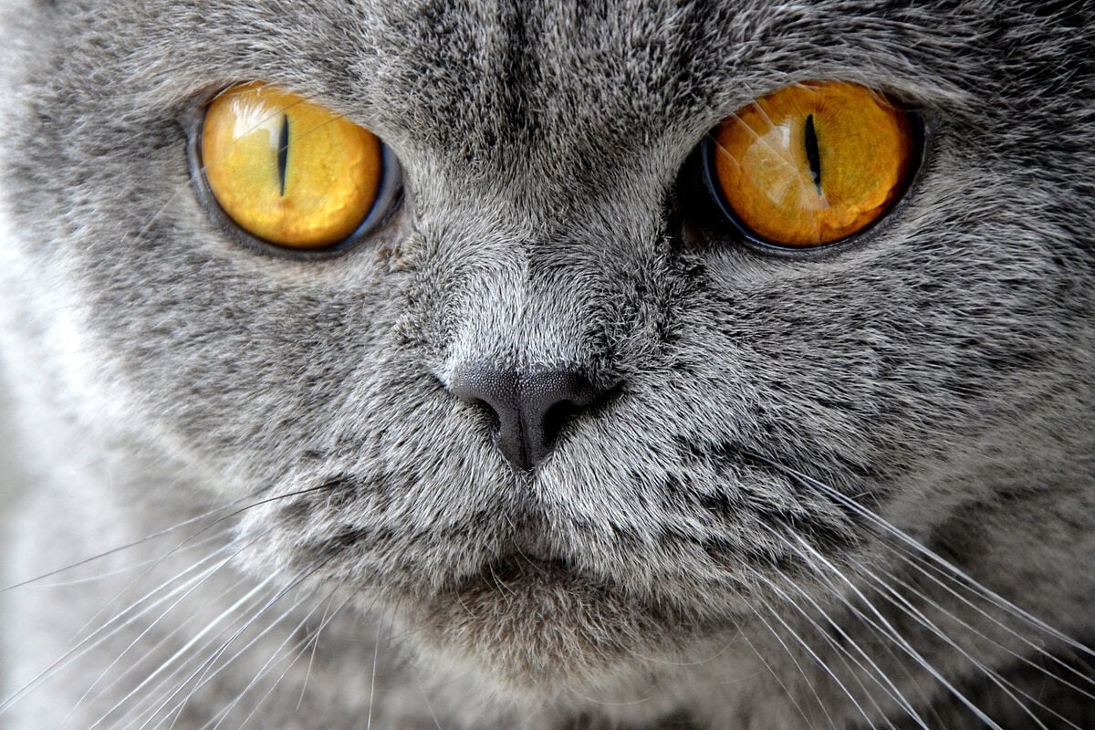 Augenfarbe der Katze: Was verrät sie über den Charakter?