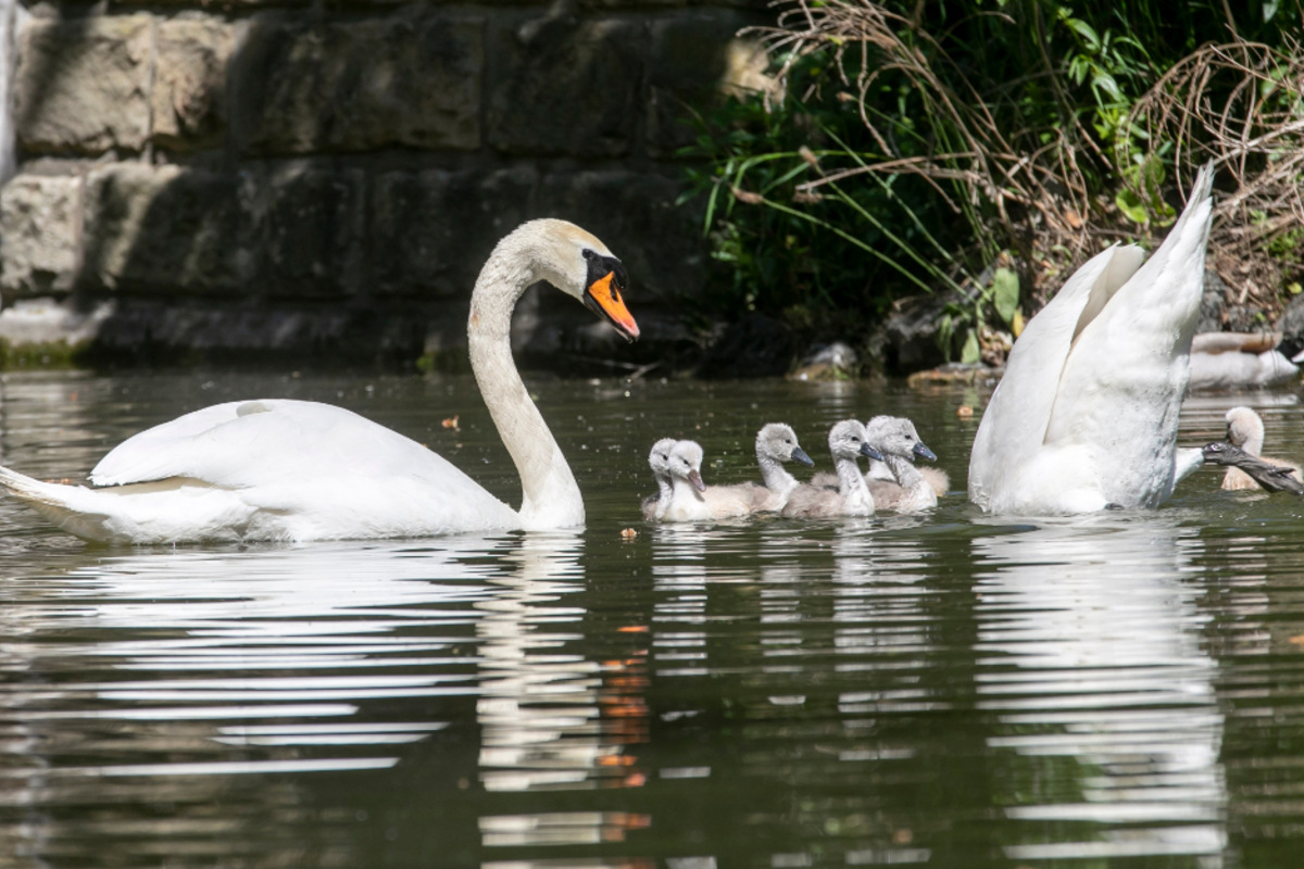 Dresden: Neues Glück für den Uralt-Schwan vom Großen Garten