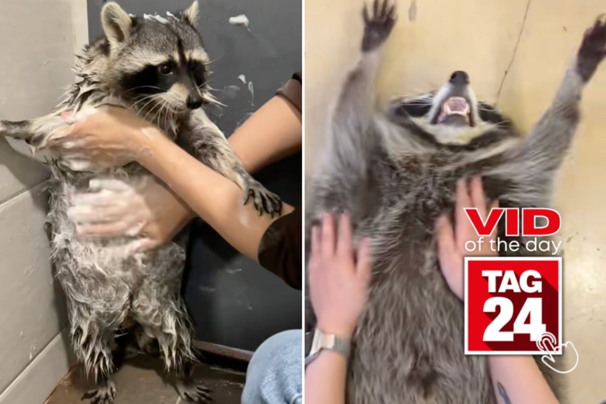 Viral Video of the Day for December 7, 2025: Adorable raccoon shows off ...