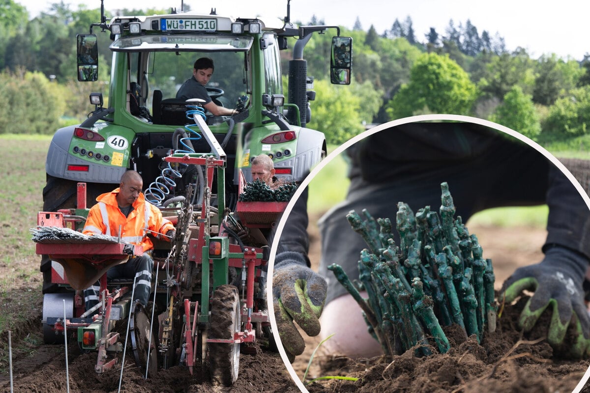 Maschine bringt Reben vom Weingut Schloss Wackerbarth in die Erde