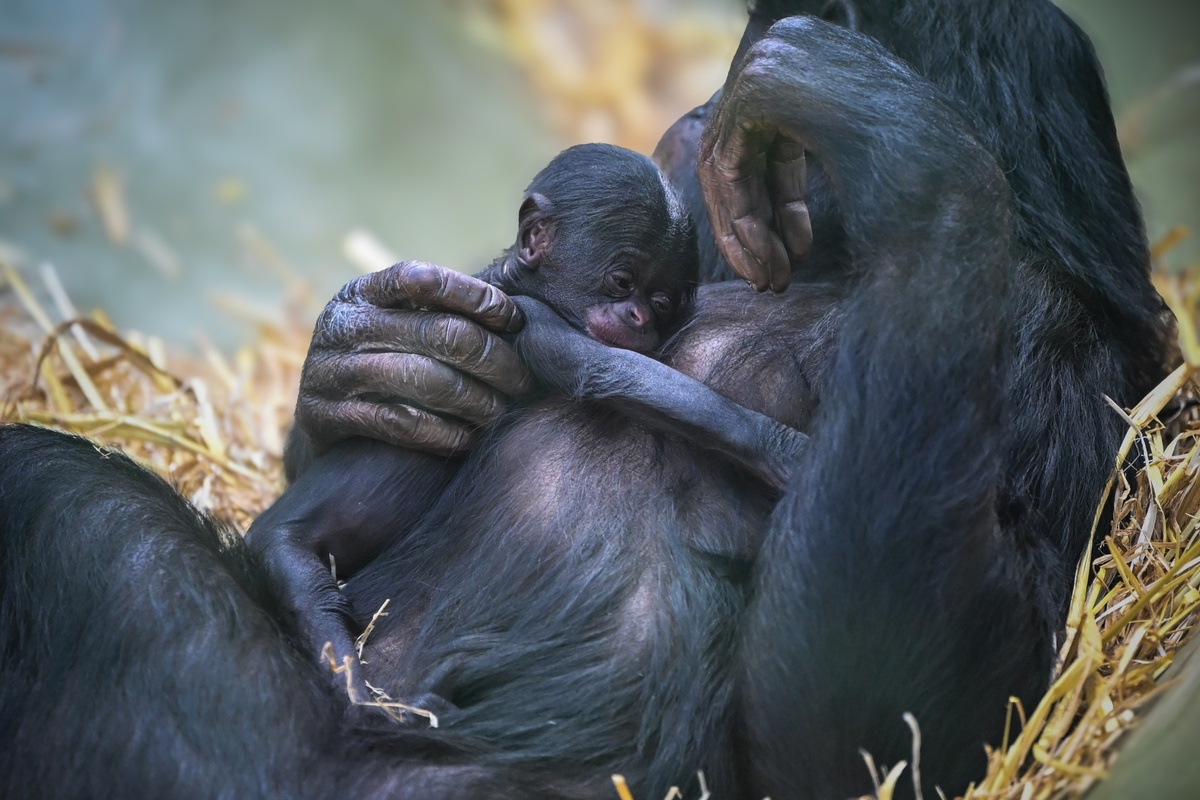 Bonobo-Baby: Süßer Affen-Nachwuchs im Kölner Zoo