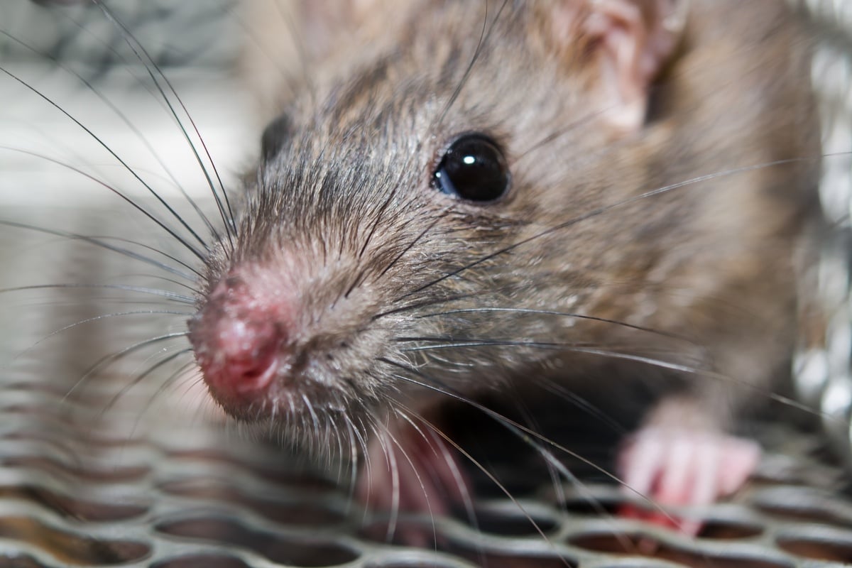 Manhattan Chipotle taken over by rats hungry for avocados and humans