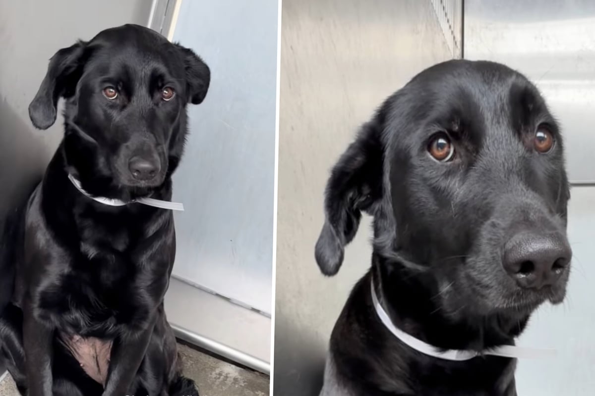 Dog is abandoned at animal shelter: the harsh three-word explanation ...