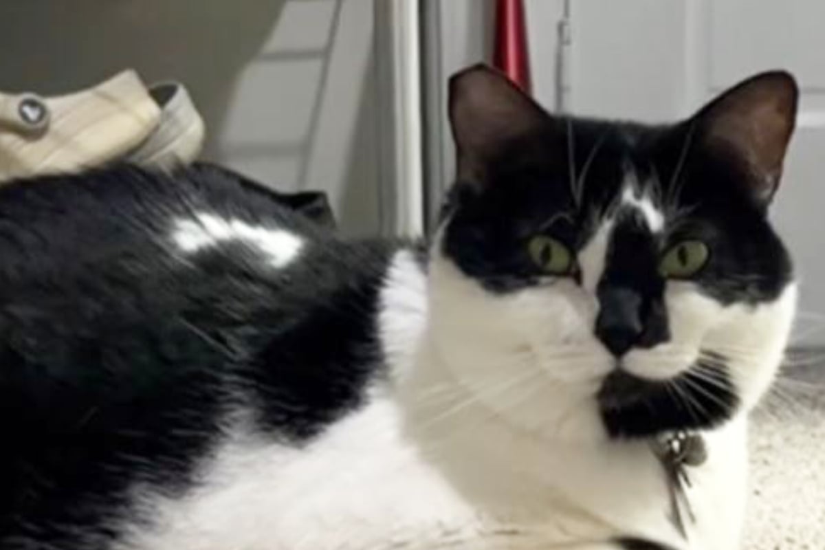 Woman thinks her cat is terminally ill, but the icky truth leaves her ...