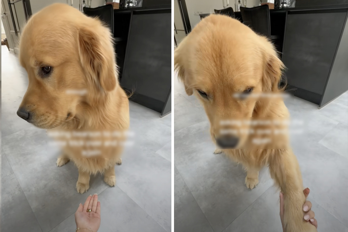 Dog is adorably confused by owner's pesky request!