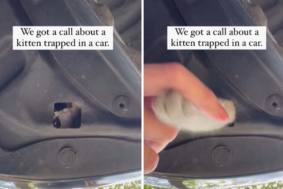 Cat rescued from unlikeliest place after driver hears meowing coming ...