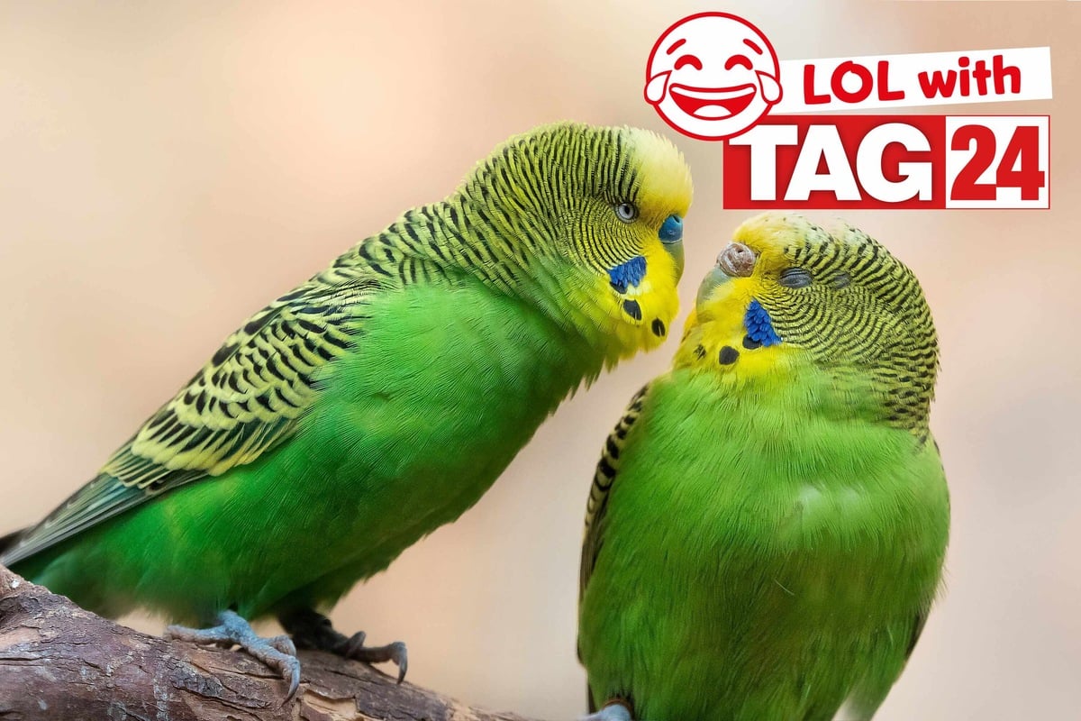 Joke of the Day for May 9, 2024: Get your funny on