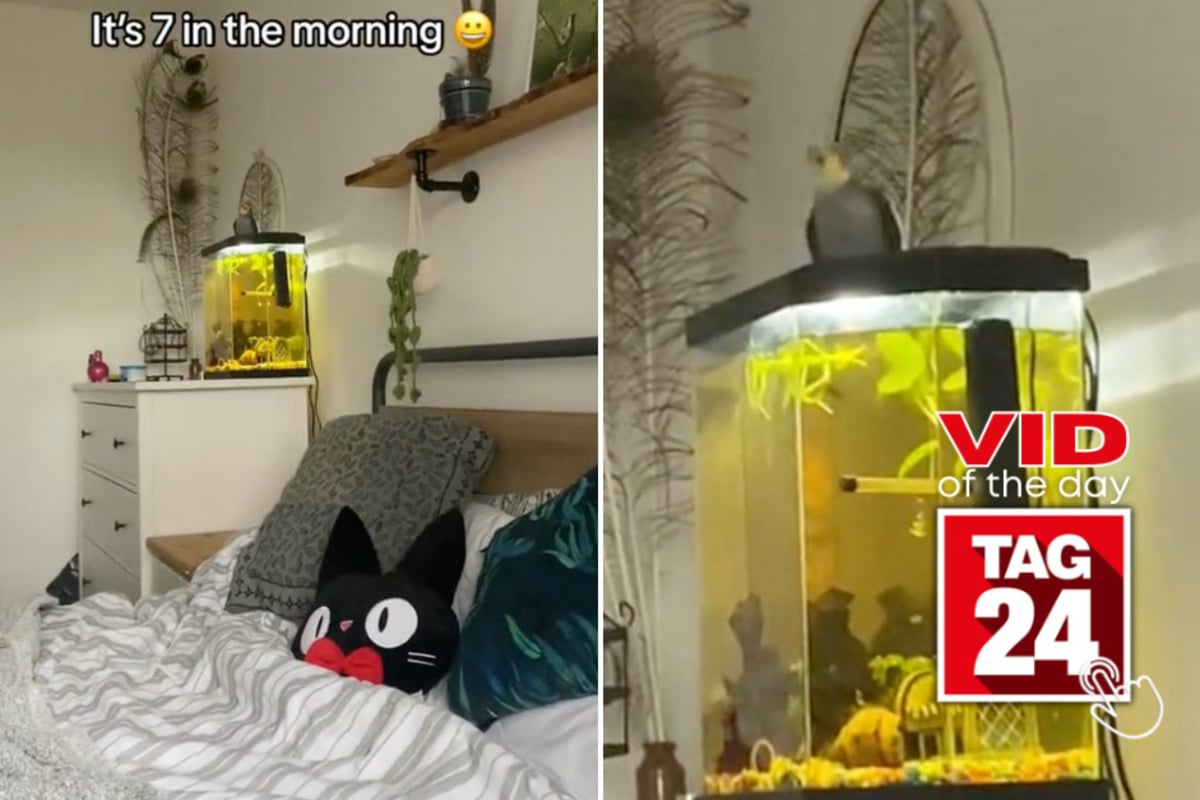 Viral Video of the Day for March 13, 2024: Who needs an alarm clock ...