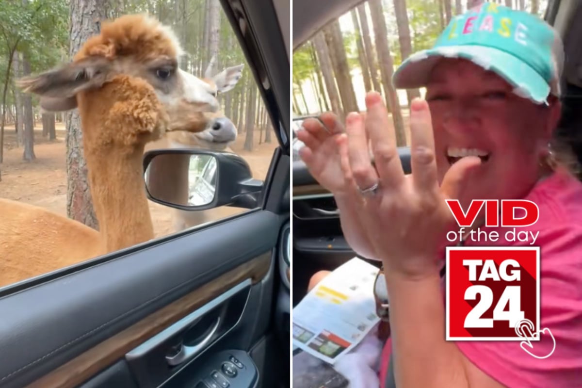Viral Video of the Day for September 10, 2025: Alpaca spits perfectly ...