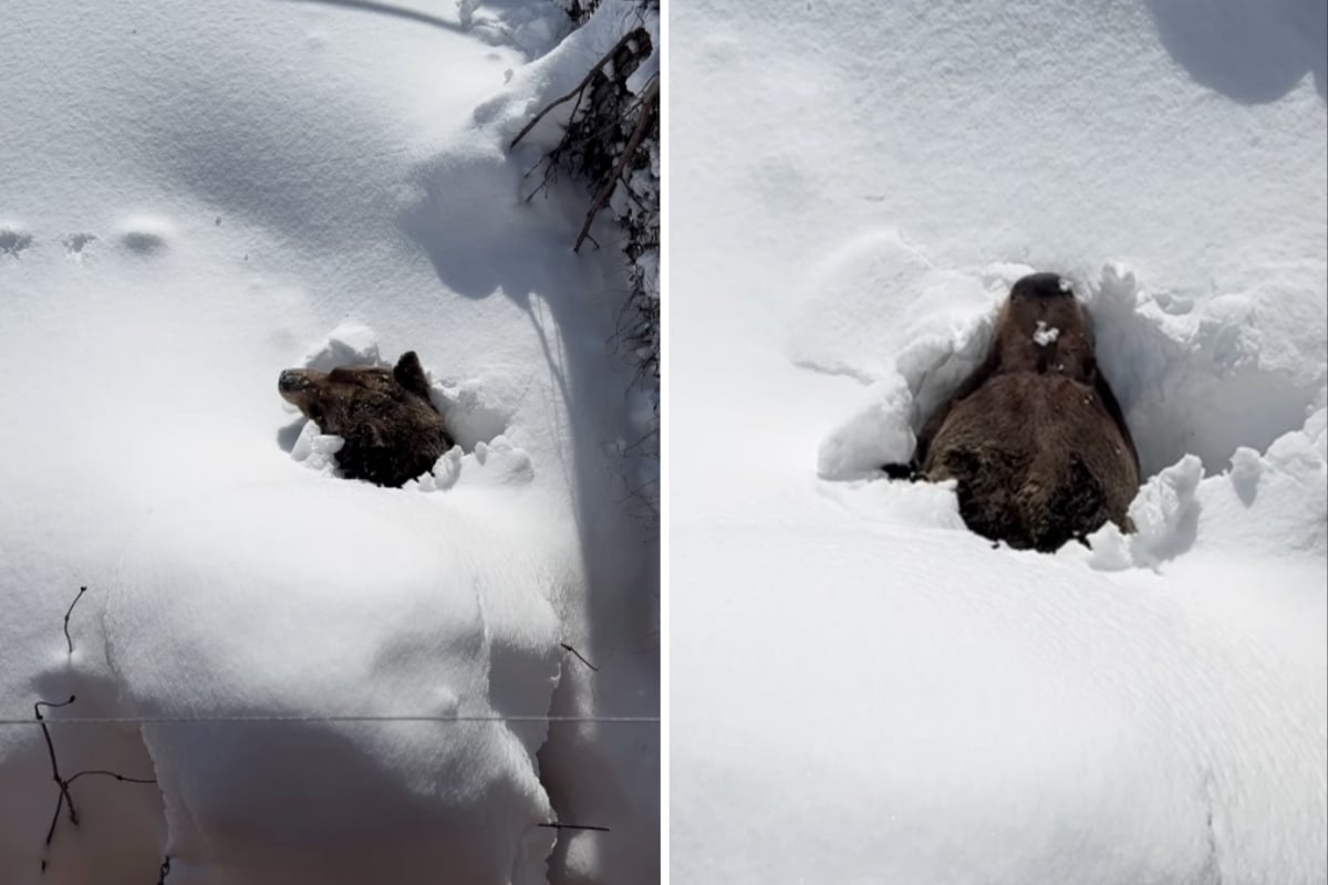 Boo the grizzly bear wakes up from "the big nap" and surprises skiers!