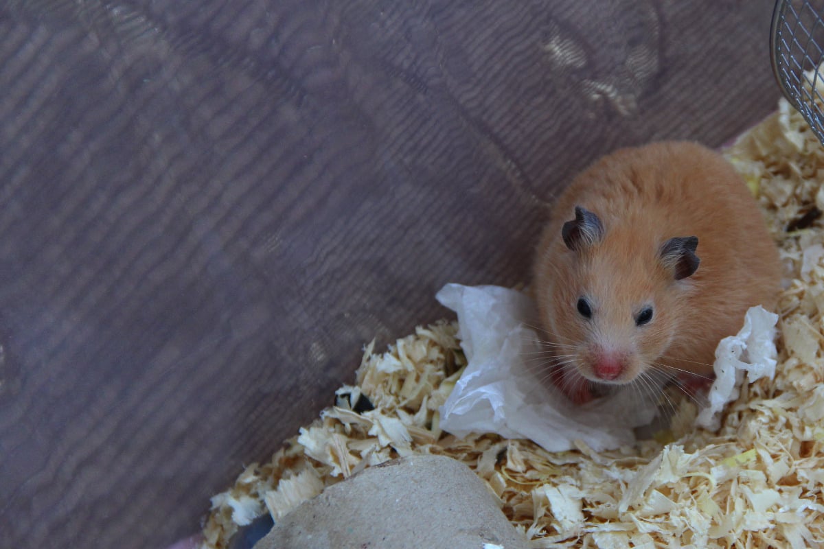 Frau schneidet Hamster mit einem Messer in zwei Teile und isst ihn