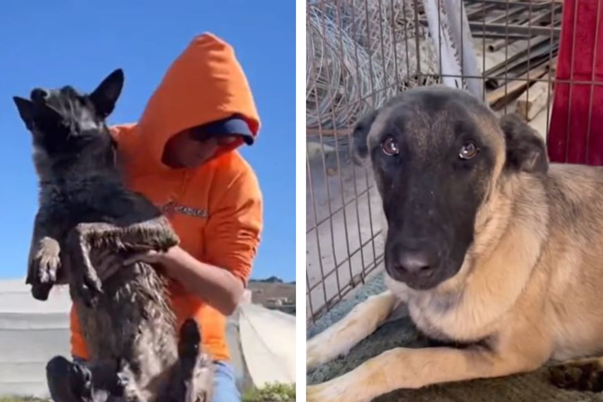 Rescue dog has incredibly emotional reunion with the man who saved