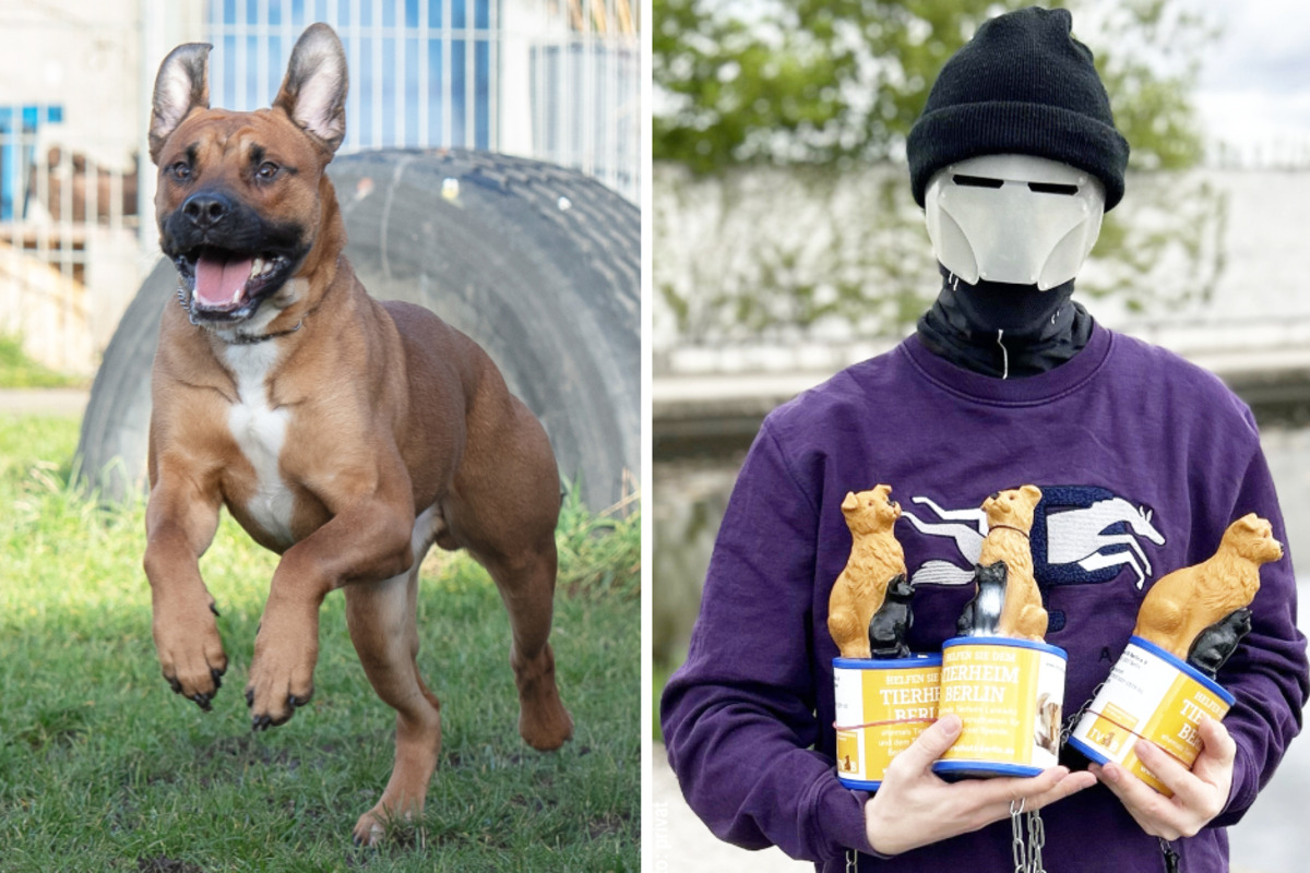 Tierheim Berlin bekommt Unterstützung von Rapper Lance Butters und ...