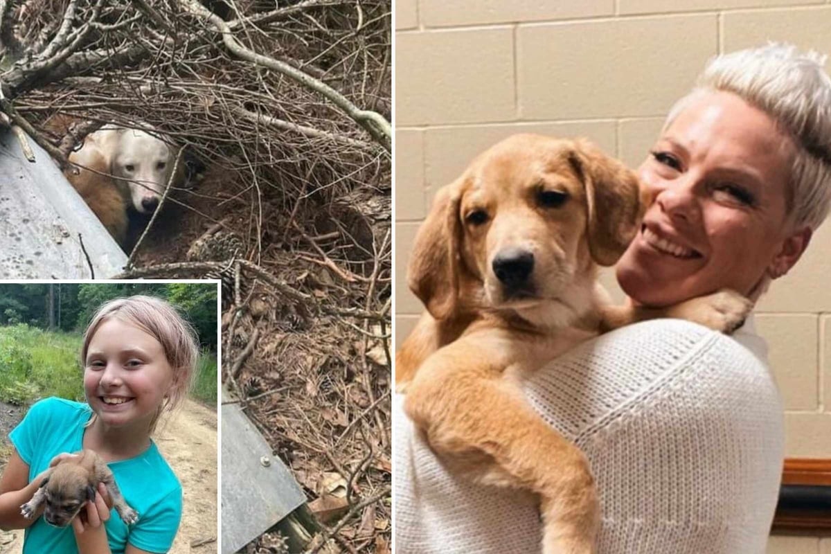 Pink adopts stray puppy after brave little girl's rescue operation