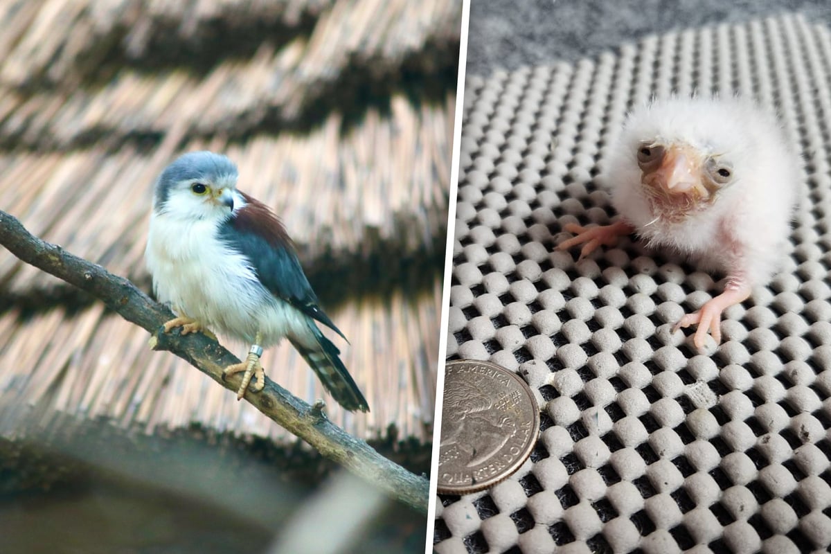 San Antonio Zoo welcomes tiny baby falcon the size of a coin: "such a ...