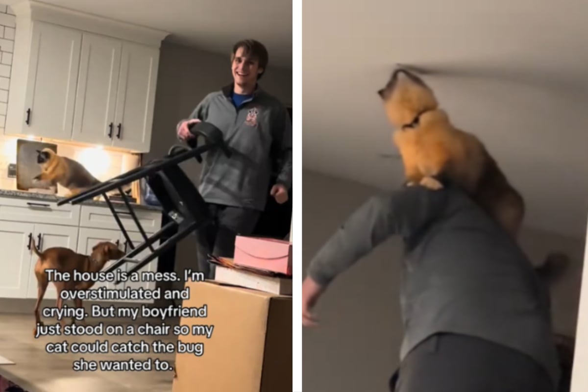 Cat is given a boost to hunt a bug on the ceiling: "It's the littest ...