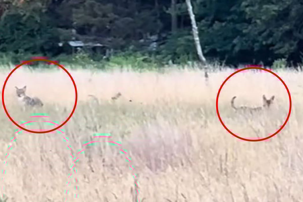 Dog faces off with wild coyote to do the kangaroo hop!