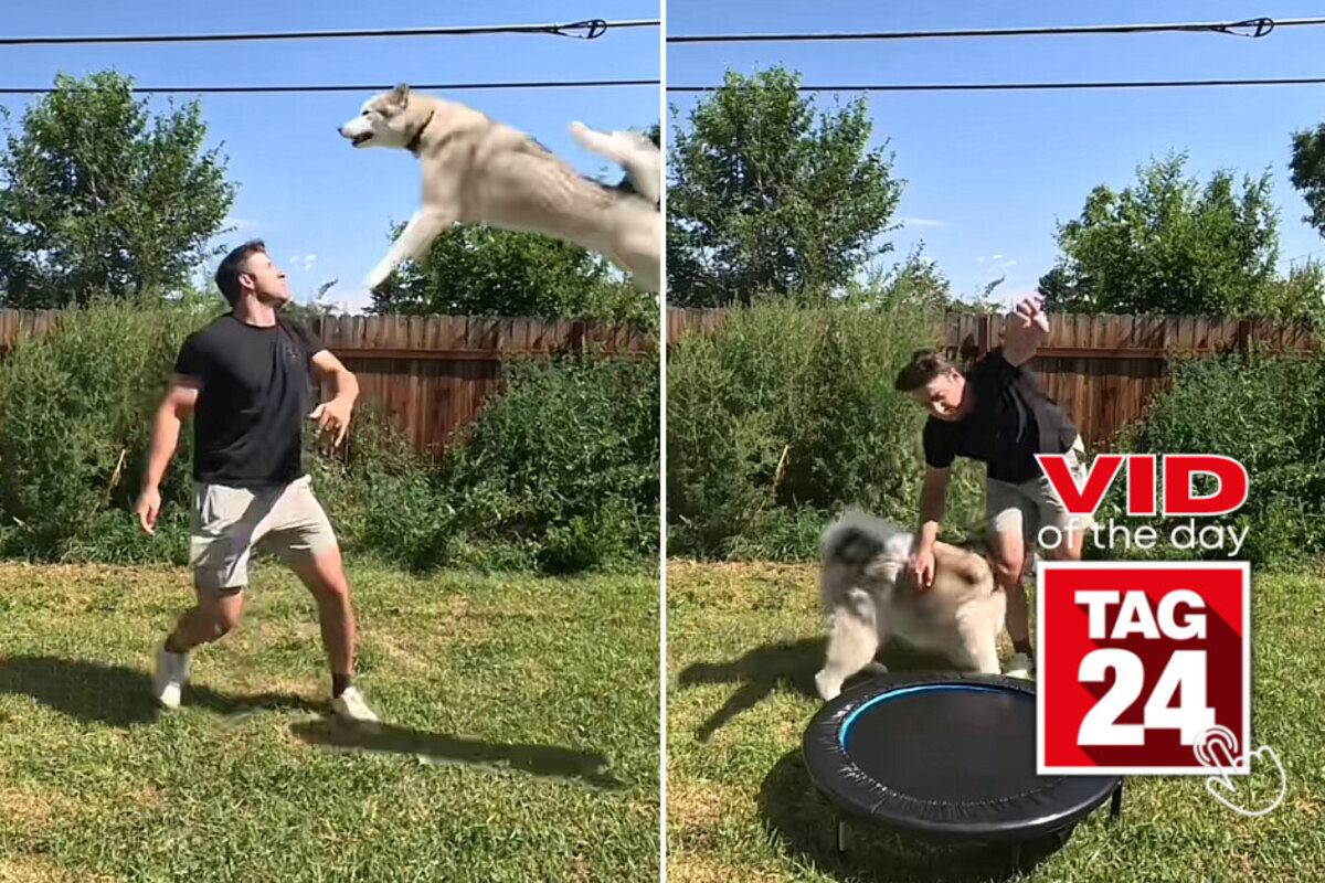 Viral Video of the Day for July 23, 2023: Dog soars on trampoline in ...