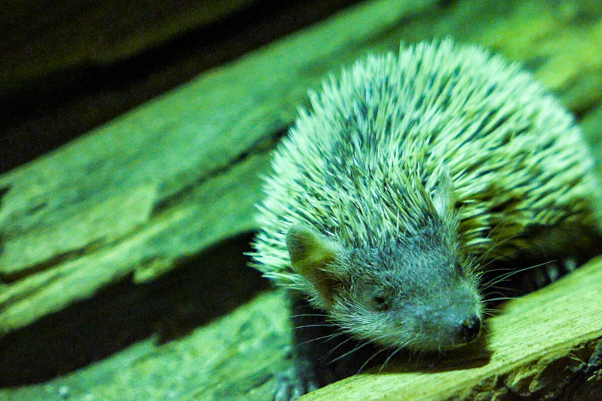 Tenrek im Kölner Zoo geboren: Der "Igel" Madagaskars hat Nachwuchs bekommen
