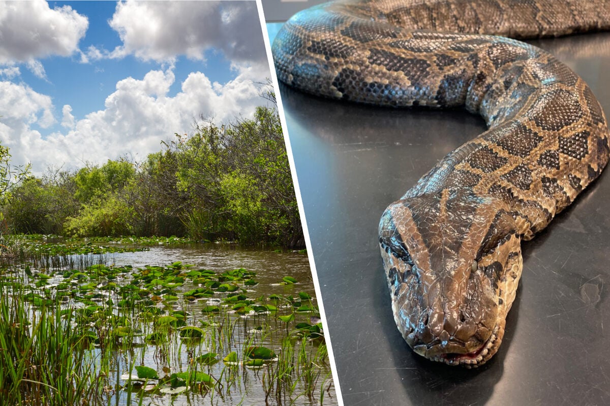 Riesige Python in Florida gefunden: Das gigantische Tier wiegt über100 ...